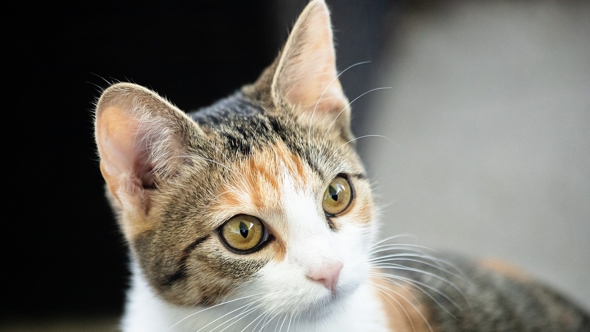 This is how cats recognize the person they love most