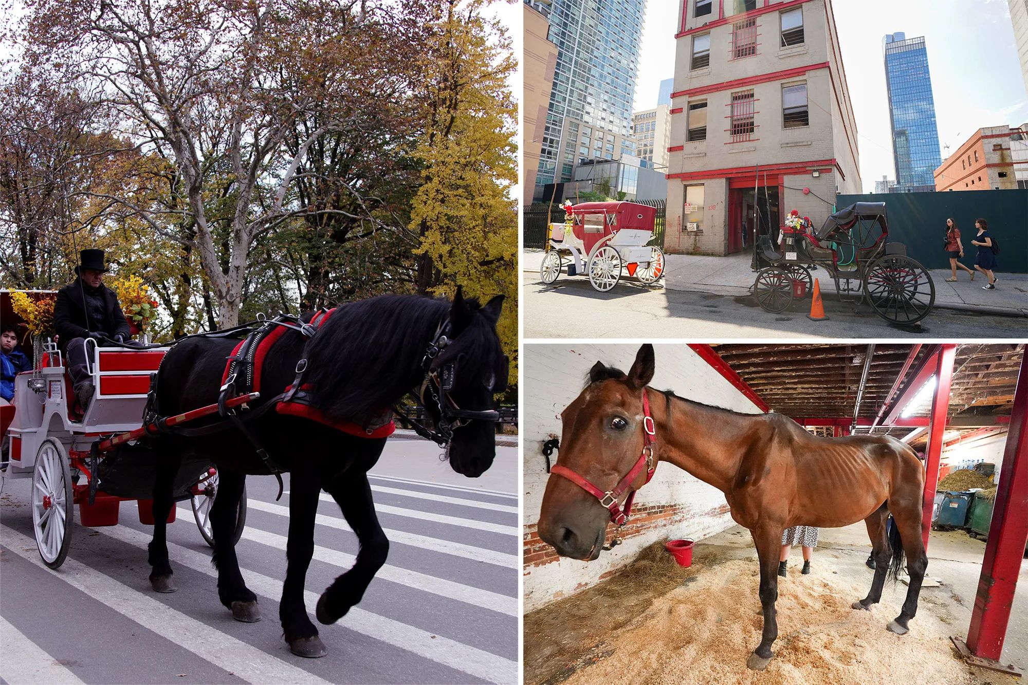 NYC horse carriages refuse animal testing, prompting threat of lawsuit ...