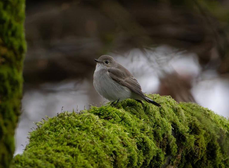 'Once-in-a-generation moment:' Rare bird flittering around Vancouver ...