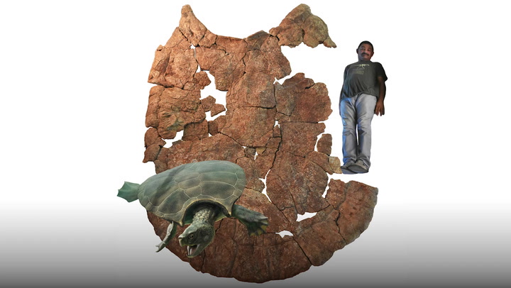 Uncovering the truth behind a giant turtle shell discovery