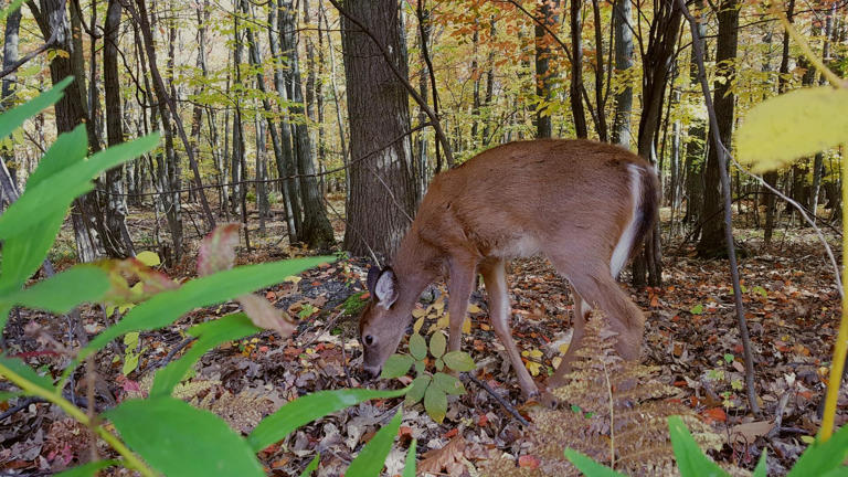 Bardot reste aussi dans les mémoires pour son combat contre la chasse ...