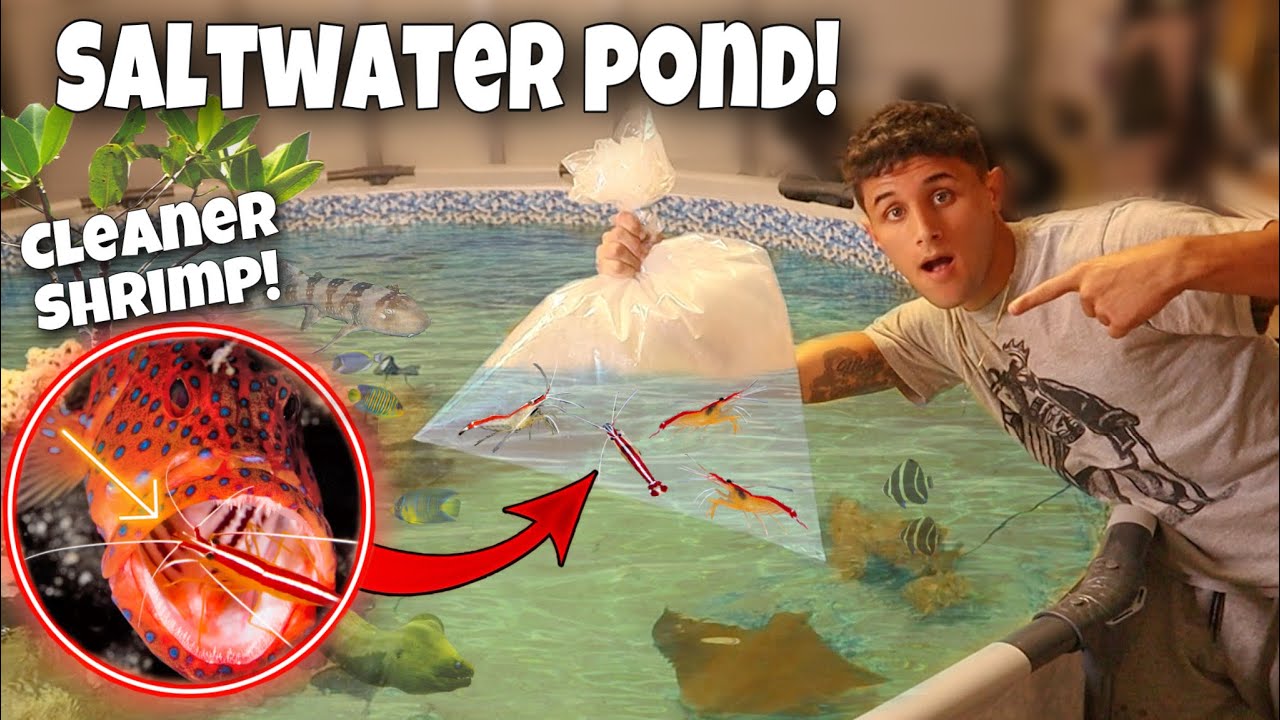 Adding cleaner shrimp to my saltwater pond!