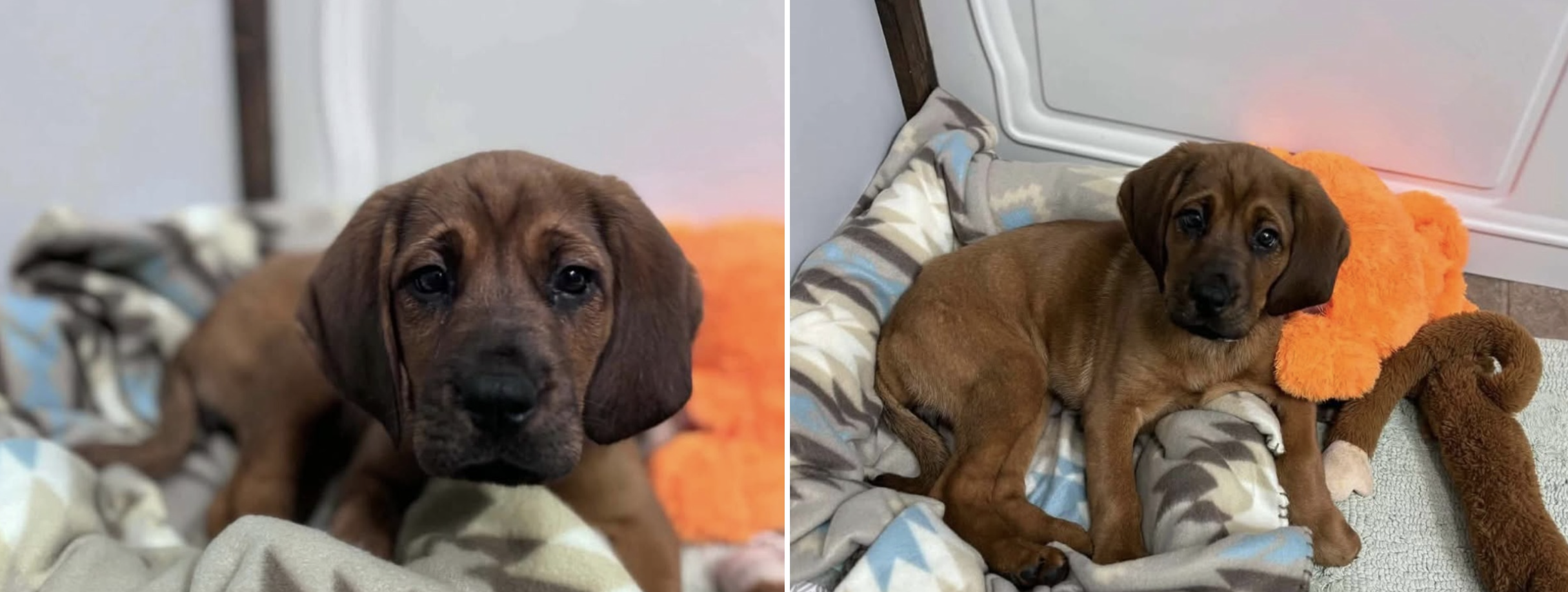 Playful puppy found abandoned & malnourished overcomes difficult start ...