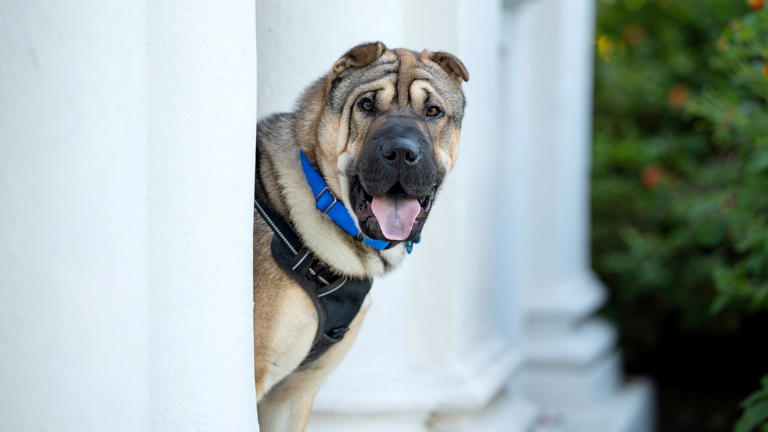 Amazing animals: The 'tails' of pets and wildlife that made 2025 memorable