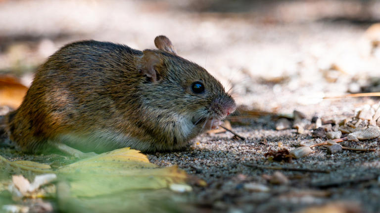 The DIY fix to stop mice from invading your home this winter