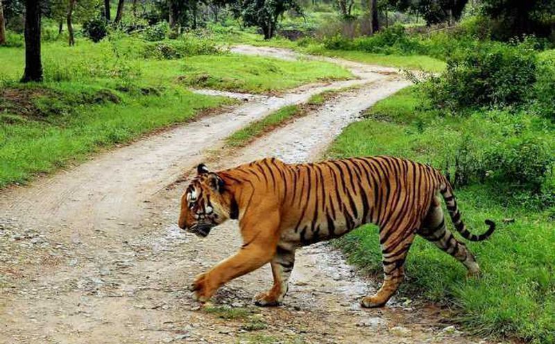 Systemic violations flagged in K'taka tiger reserve relocation