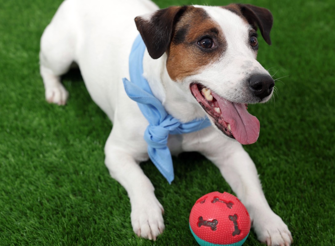 Funny terrier mix assumes grandpa’s Hot Wheels collection is now his