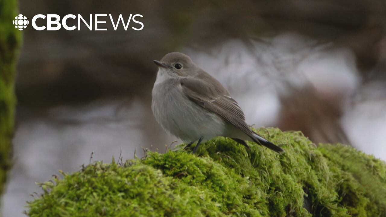 Birders flock to Vancouver beach to see rare bird native to Russia