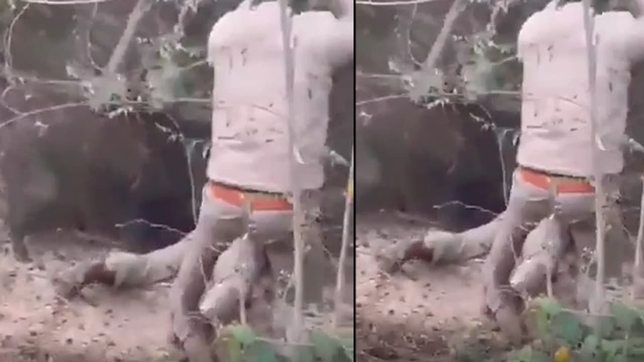 Viral video: Wild boar attacks UP forest officer during rescue operation