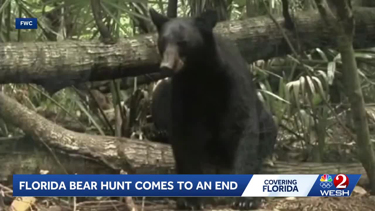 Florida’s first black bear hunt in nearly a decade ends amid ongoing ...