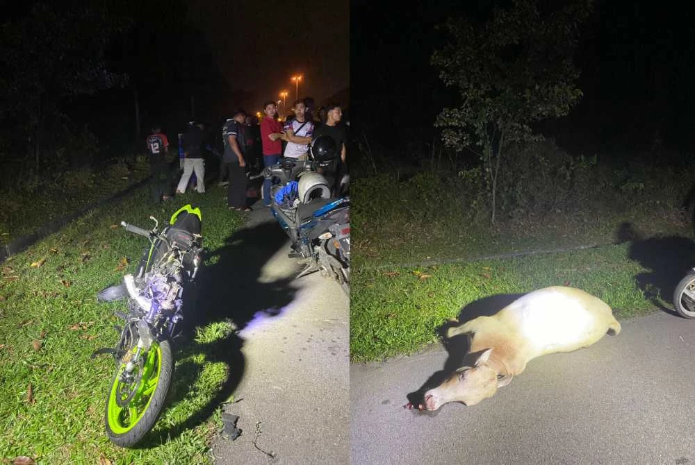 Motorcycles collide with cow, one dead, one injured on AMJ Highway