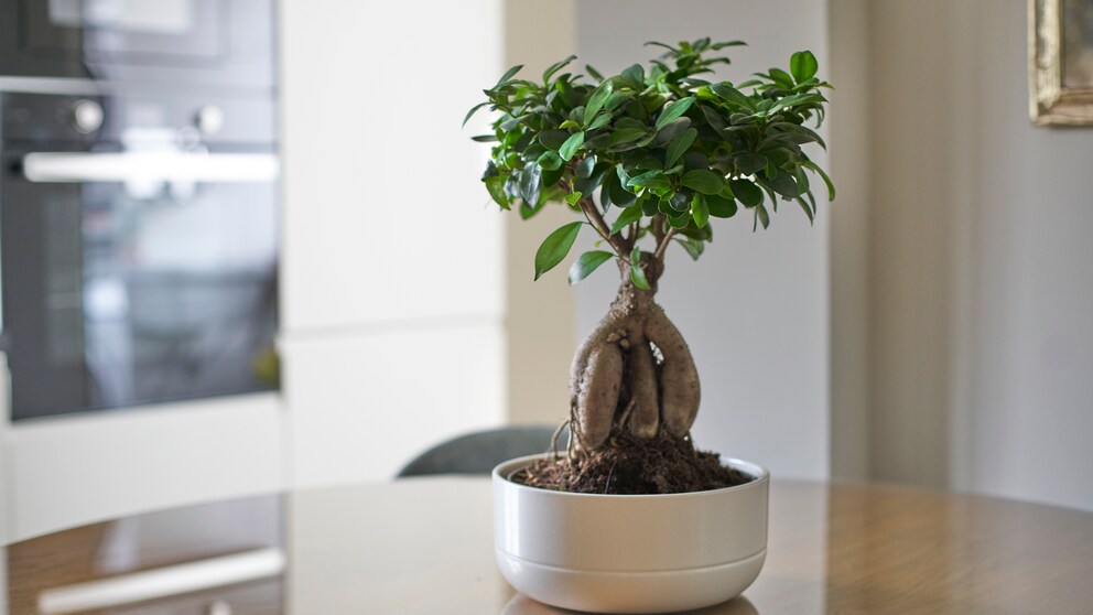 Bonsai for beginners: These varieties are especially suitable