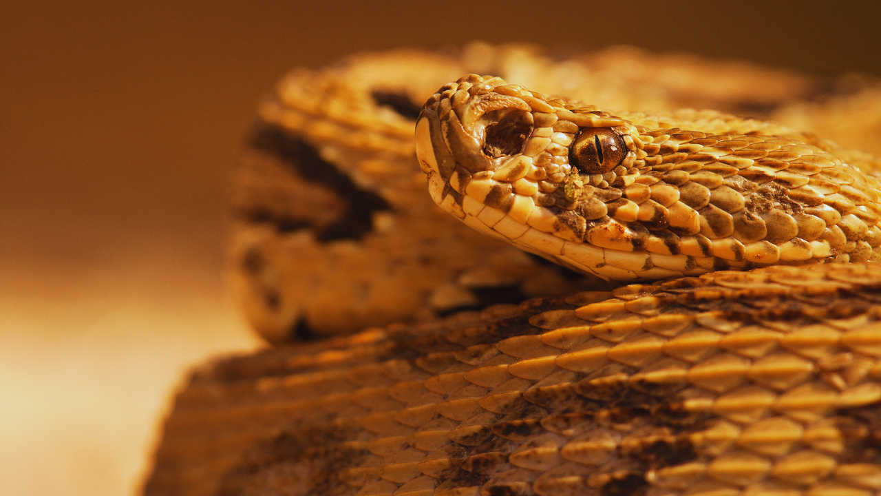 10 countries with the highest number of snake species in the world
