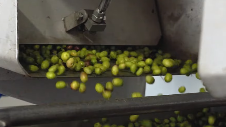 Del olivo a la mesa: así es el proceso completo de recogida y ...