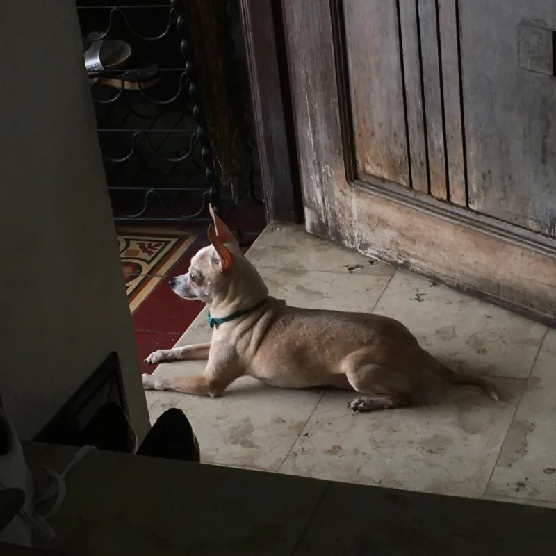 Pet accident insurance hits $1.3B in 2025