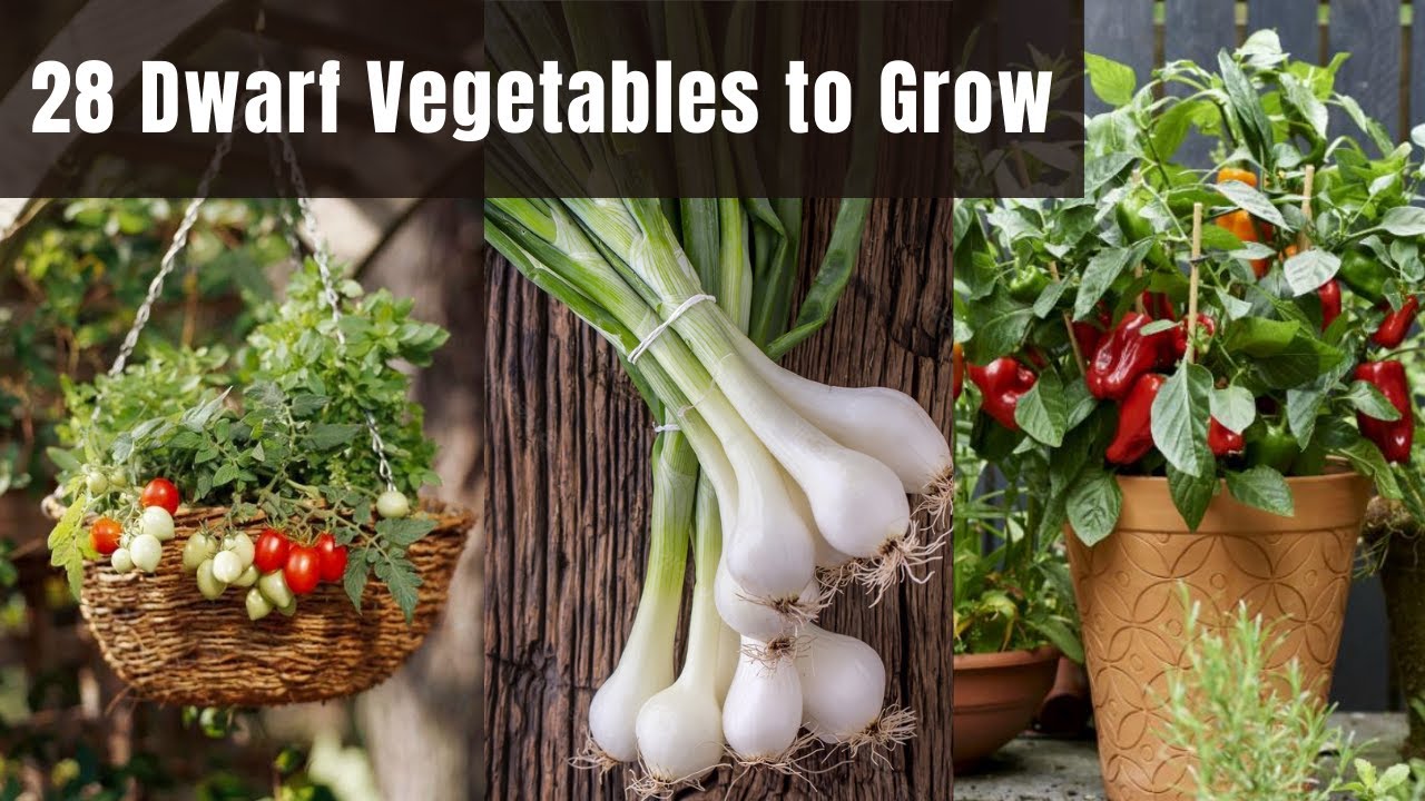 Grow dwarf vegetables with minimal effort and space