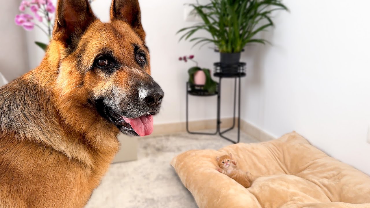 German shepherd reacts to tiny kitten in his bed
