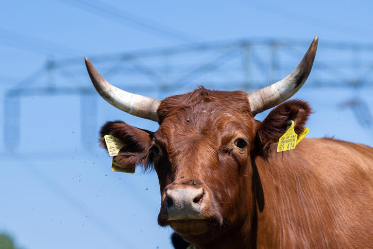 Bulle flüchtet von Schlachthof und rennt bis in die Innenstadt
