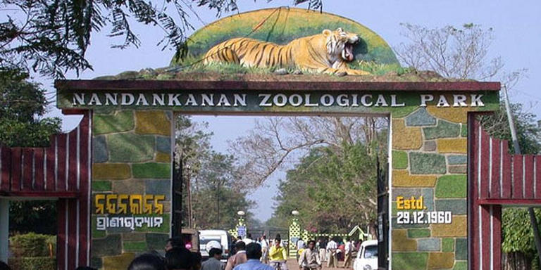 Tigress gives birth to three cubs at Bhubaneswar's Nandankanan ...