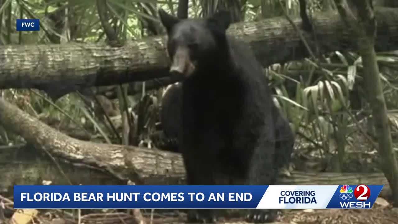 Florida’s first black bear hunt in nearly a decade ends amid ongoing ...