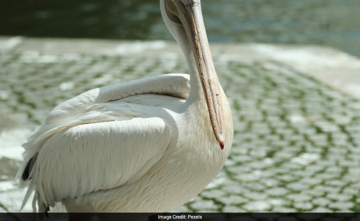 Scientists plan to de-extinct 12-foot-tall moa bird gone for 600 years