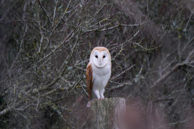 Bee buzz on IW but 2025 proves 'very bad year' for barn owls
