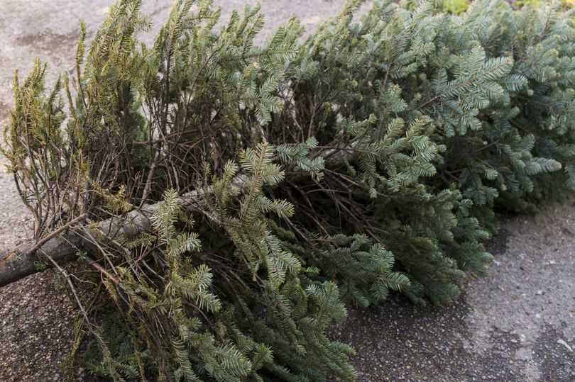 When Christmas trees will be collected after Christmas in Bristol