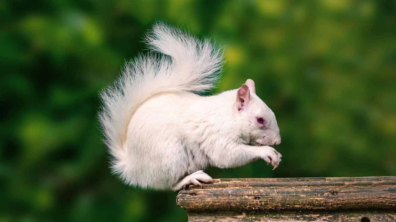 10 interesting facts about albino animals