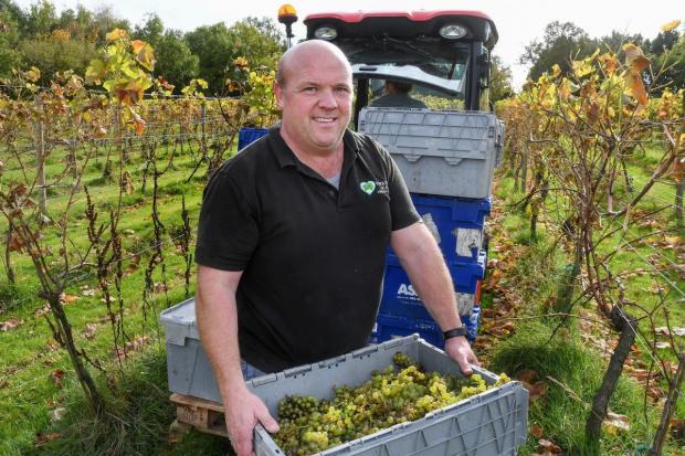'Roller coaster' of year at York vineyard