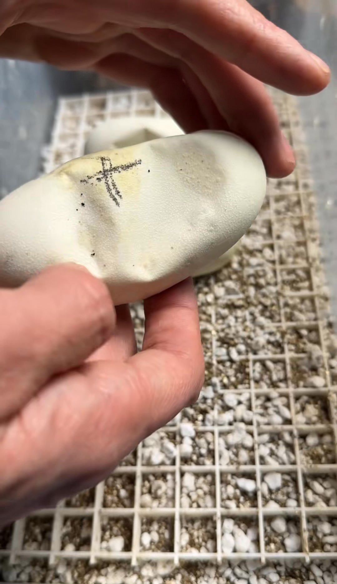 With only 5 to 10 days left I’m wondering if this egg will make it ...