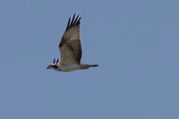 Rare bird 'on wrong side of the Atlantic' spotted in Sussex