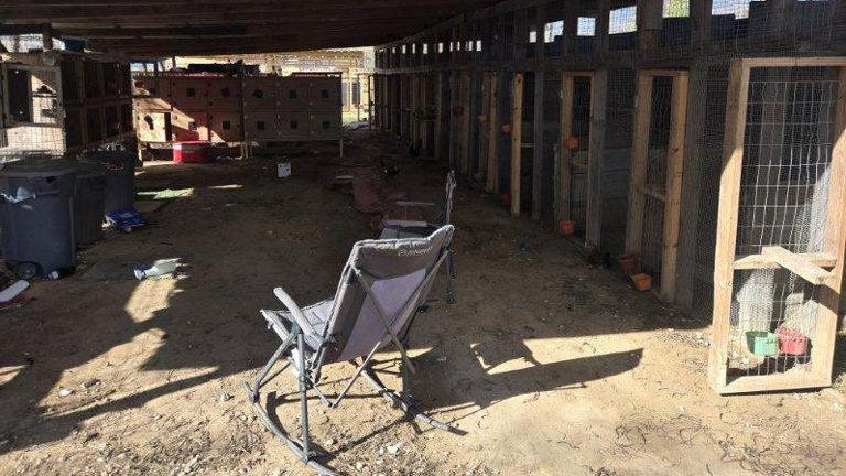 300 roosters rescued, man arrested following fighting ring bust in ...