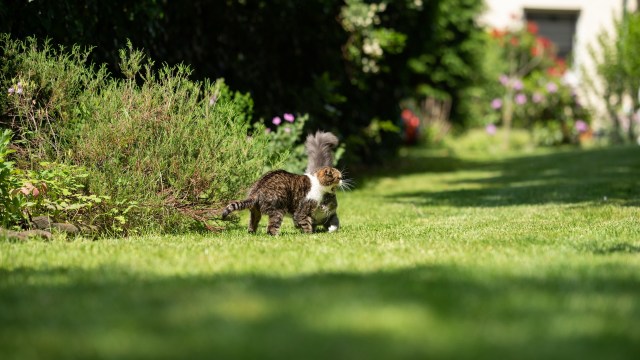 Homeowner outraged after discovering neighbor's troubling late-night ...