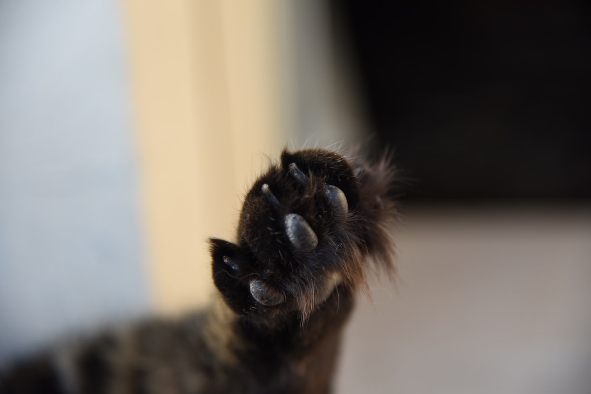 Chocolate milk ragdoll cat’s dreamy blue eyes look just like the ocean