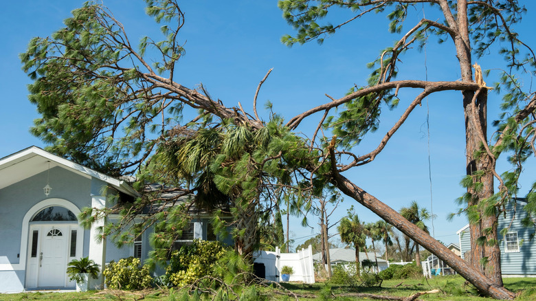 What to do if your neighbor's tree falls on your yard