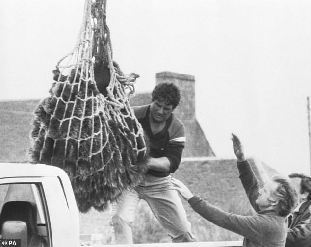 The story of Hercules, the bear raised 'like a son' by a Scottish ...