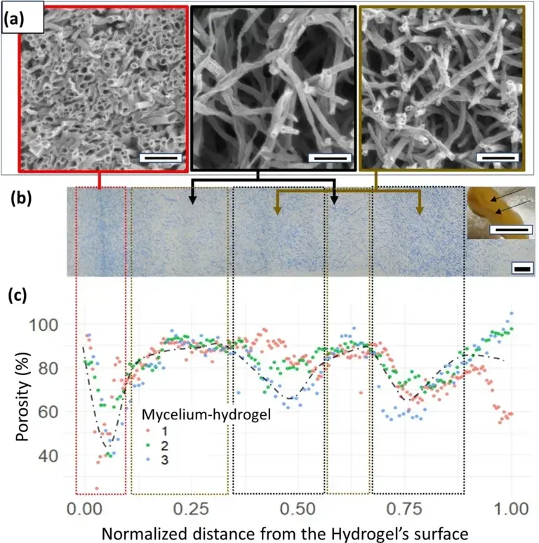 Living hydrogel grown by fungi could revolutionize wound healing