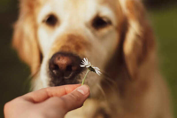 Why pets made 2025 unforgettable