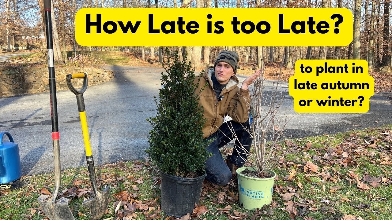 How late can you plant in the garden? Late autumn & winter - shrubs ...