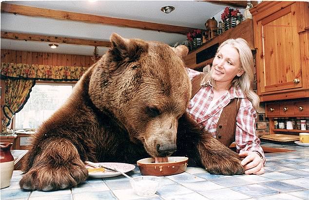 The story of Hercules, the bear raised 'like a son' by a Scottish ...