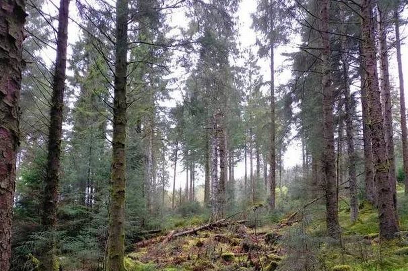 The 'magical' forest walk so stunning it's like visiting Canada