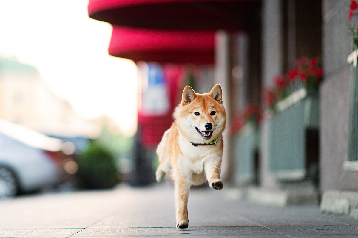 3 reasons I will never buy Shiba Inu