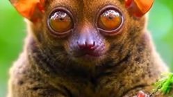 Tarsius, mata besar penjaga malam hutan Indonesia