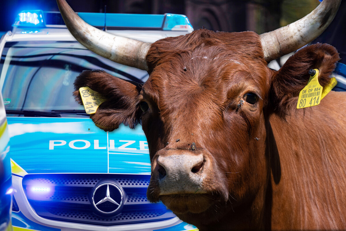 Bulle flüchtet von Schlachthof und rennt bis in die Innenstadt