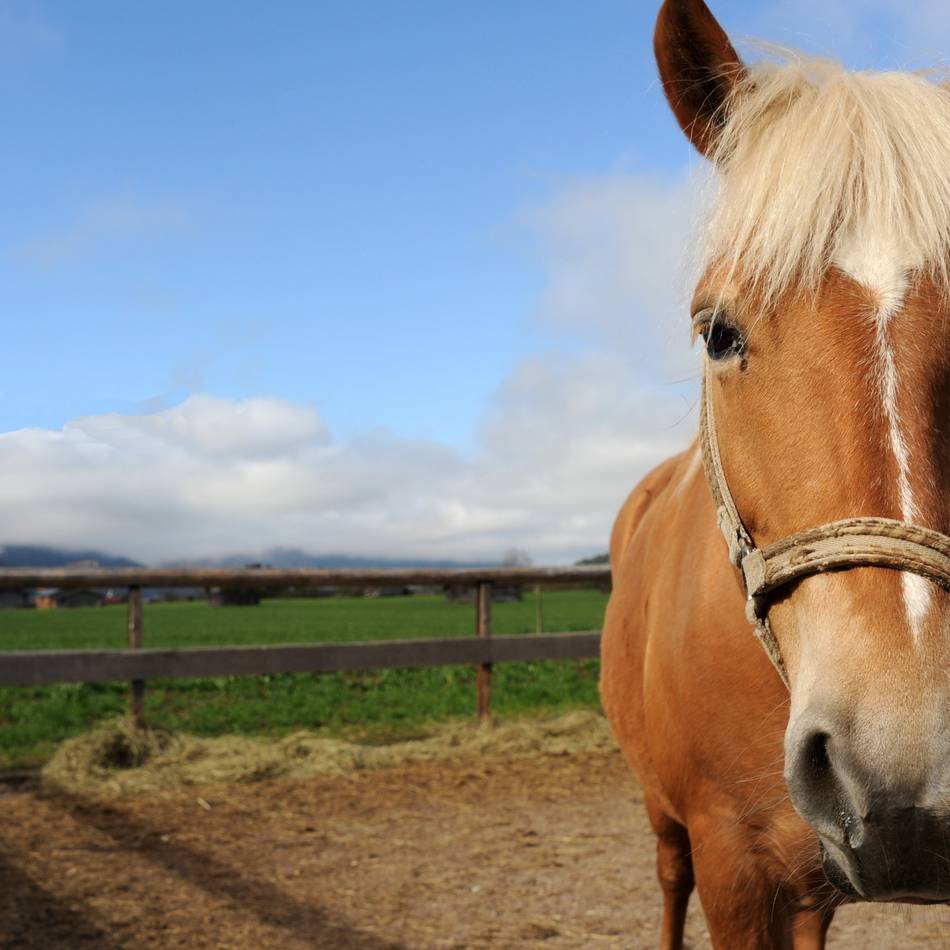 Pferde, Kunst und Selbstbestimmung – ungewöhnliche Angebote im neuen ...