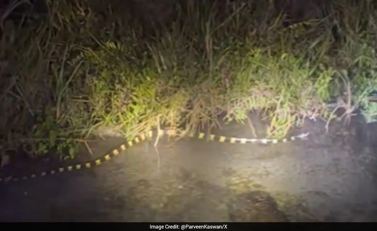 Found this randomly: Forest officer shares video of venomous snake ...