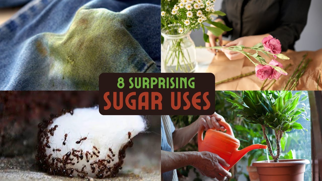 Boost plant growth with these 8 sugar gardening hacks