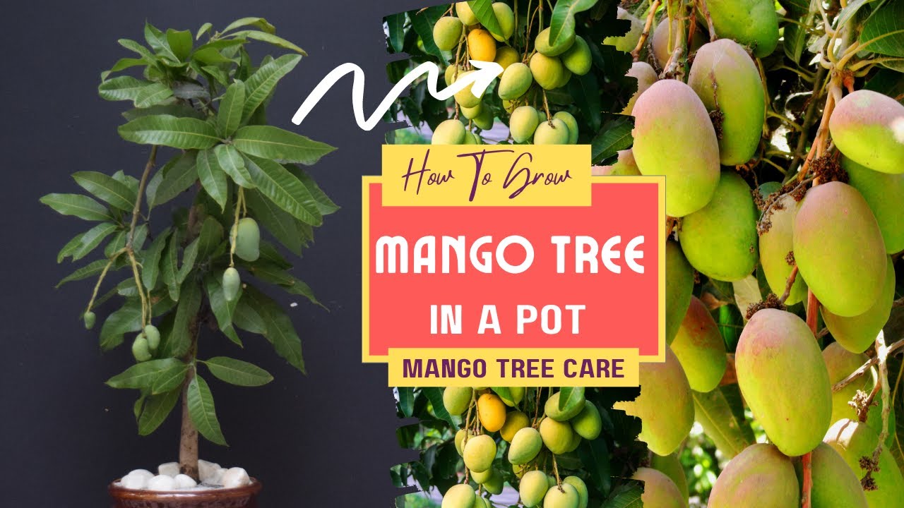 Mango tree care for pot and container gardening