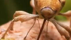 Acorn weevil, kumbang bermoncong panjang yang mengatur siklus biji ek ...