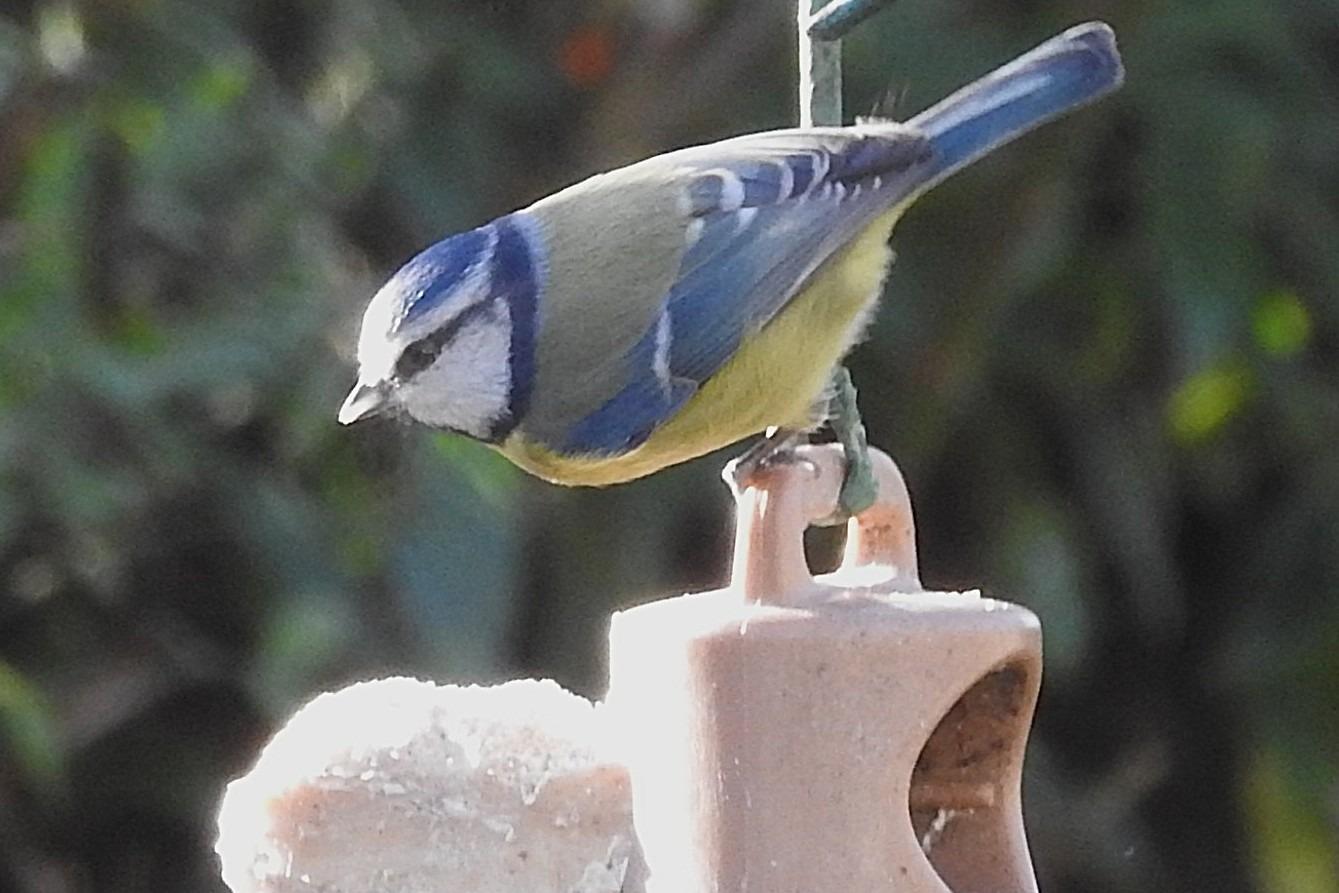 On the Wildside: Suddenly the wildlife garden is full of small birds!